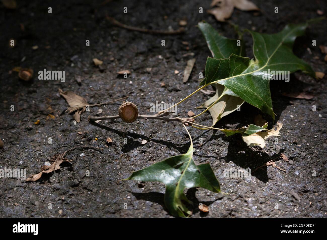 Acorn shell on the ground still attached to a twig and leaves Stock ...