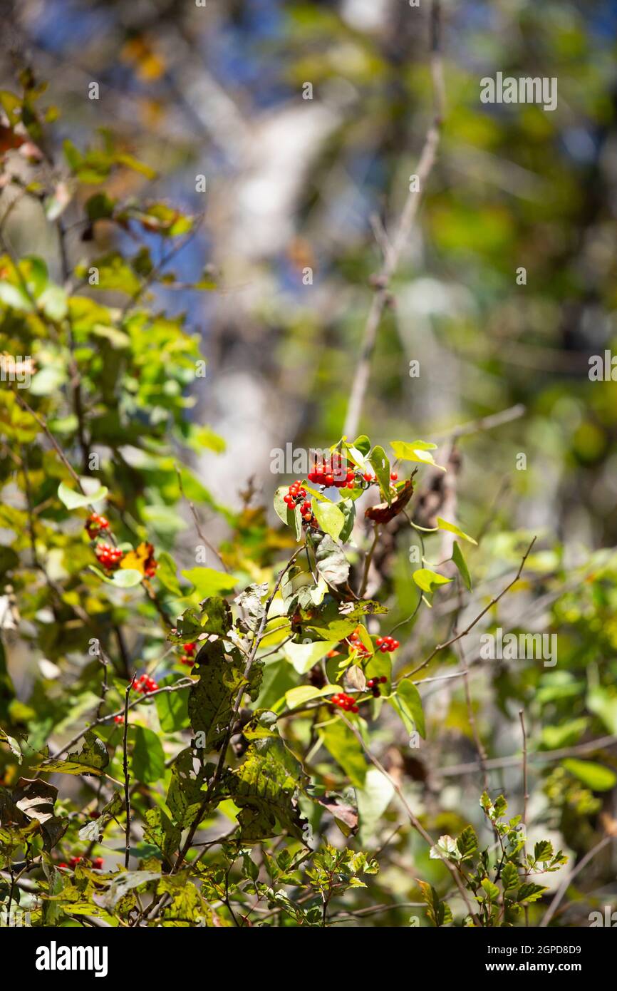 Tiny red berries growing on a green bush Stock Photo - Alamy