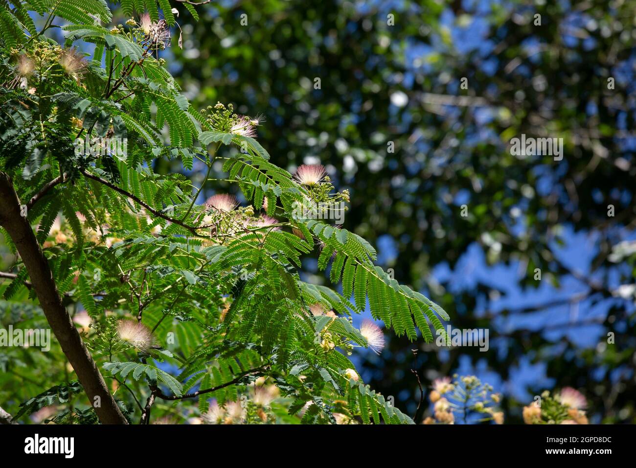 Mimosa tree (Albizia julibrissin) with bright pink blooms Stock Photo ...