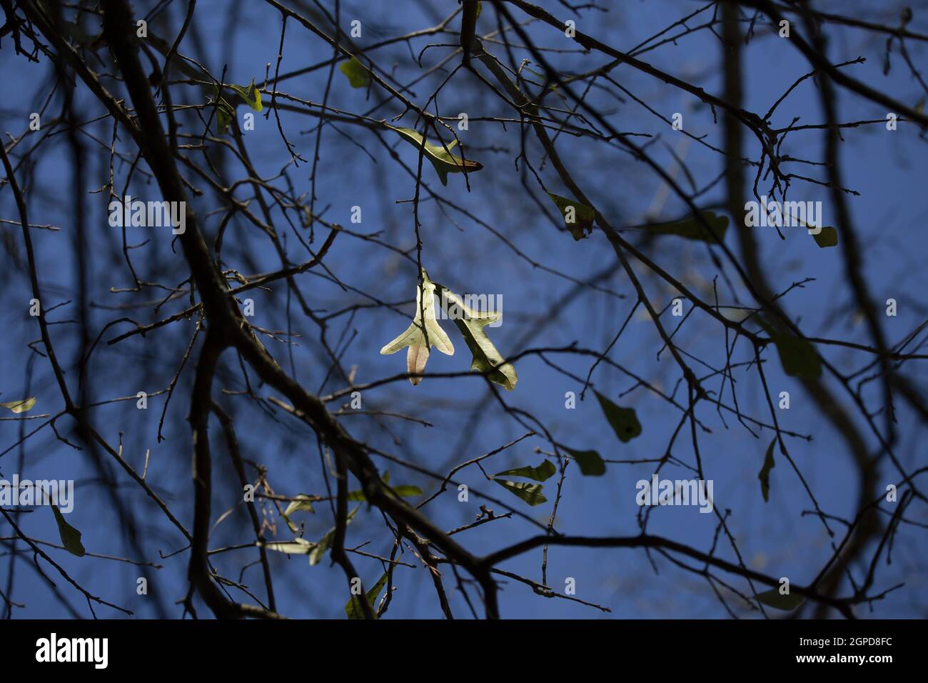 Tree leaves hanging from a tree on a cool day Stock Photo - Alamy