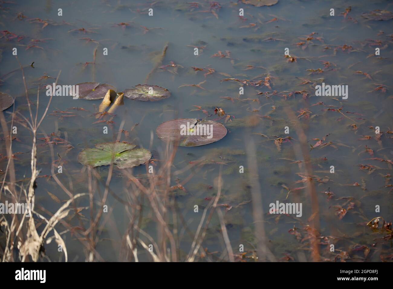 Five lily pads in a cluster with one closed Stock Photo - Alamy
