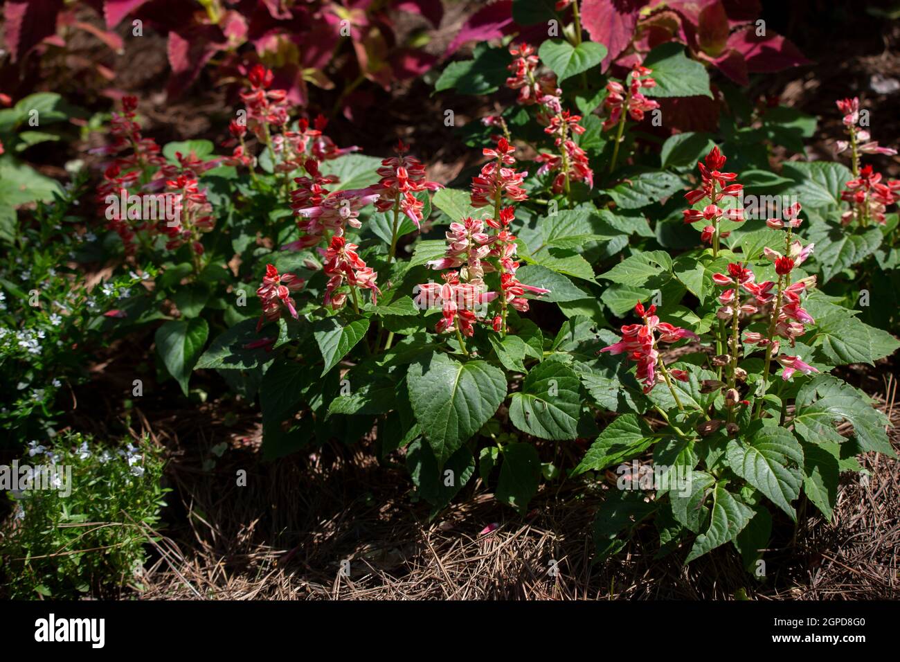 Red flowering plants growing in a flower bed Stock Photo - Alamy
