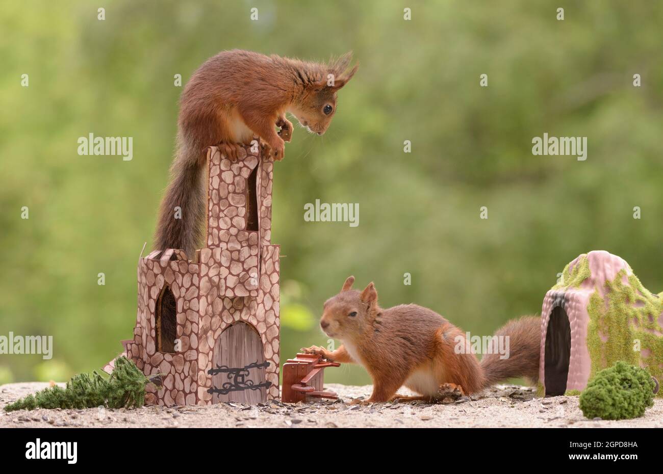 Squirrel castle hi-res stock photography and images - Alamy