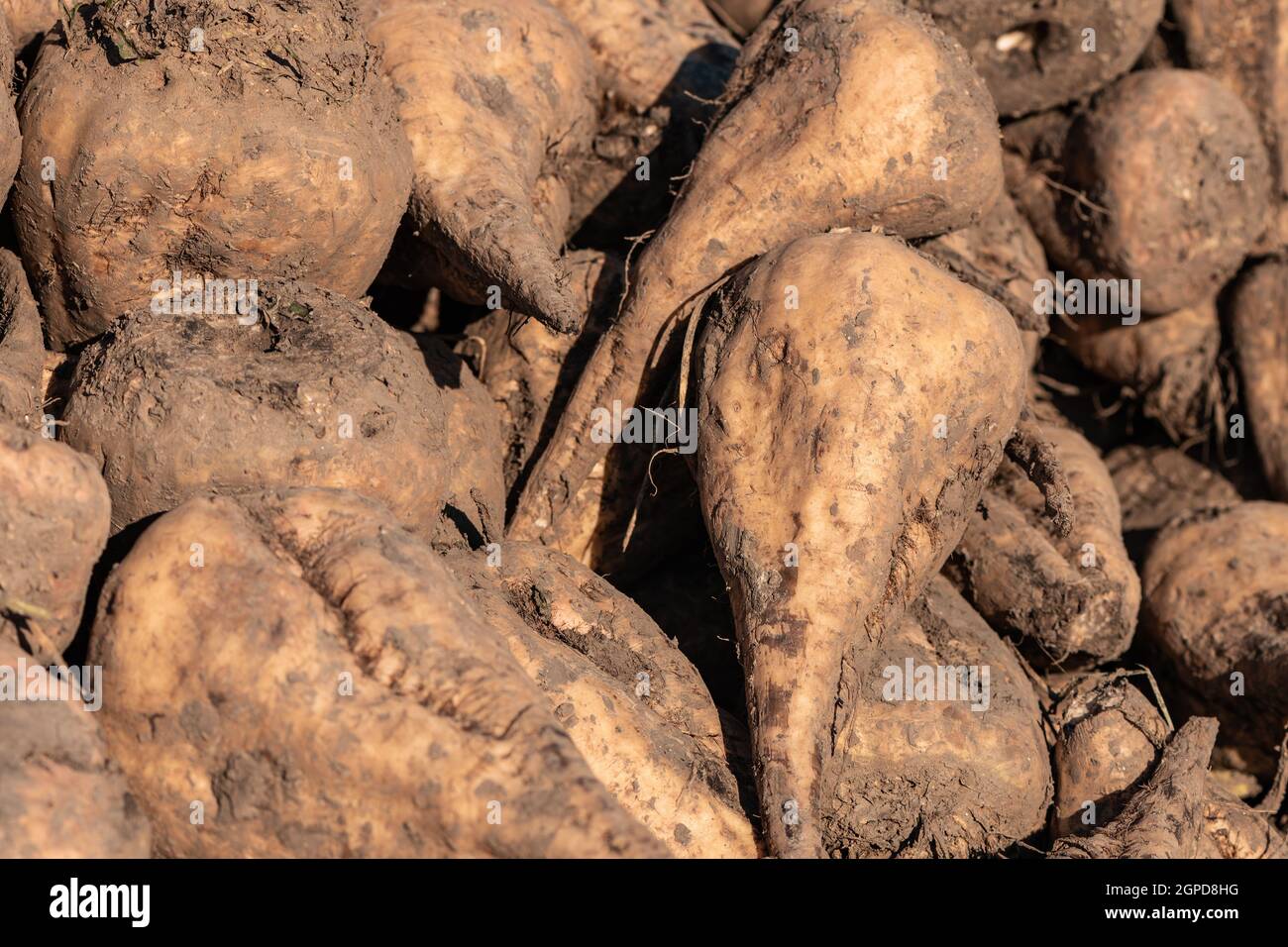 Pile of harvested sugar beet root crops in field, Beta vulgaris is also ...