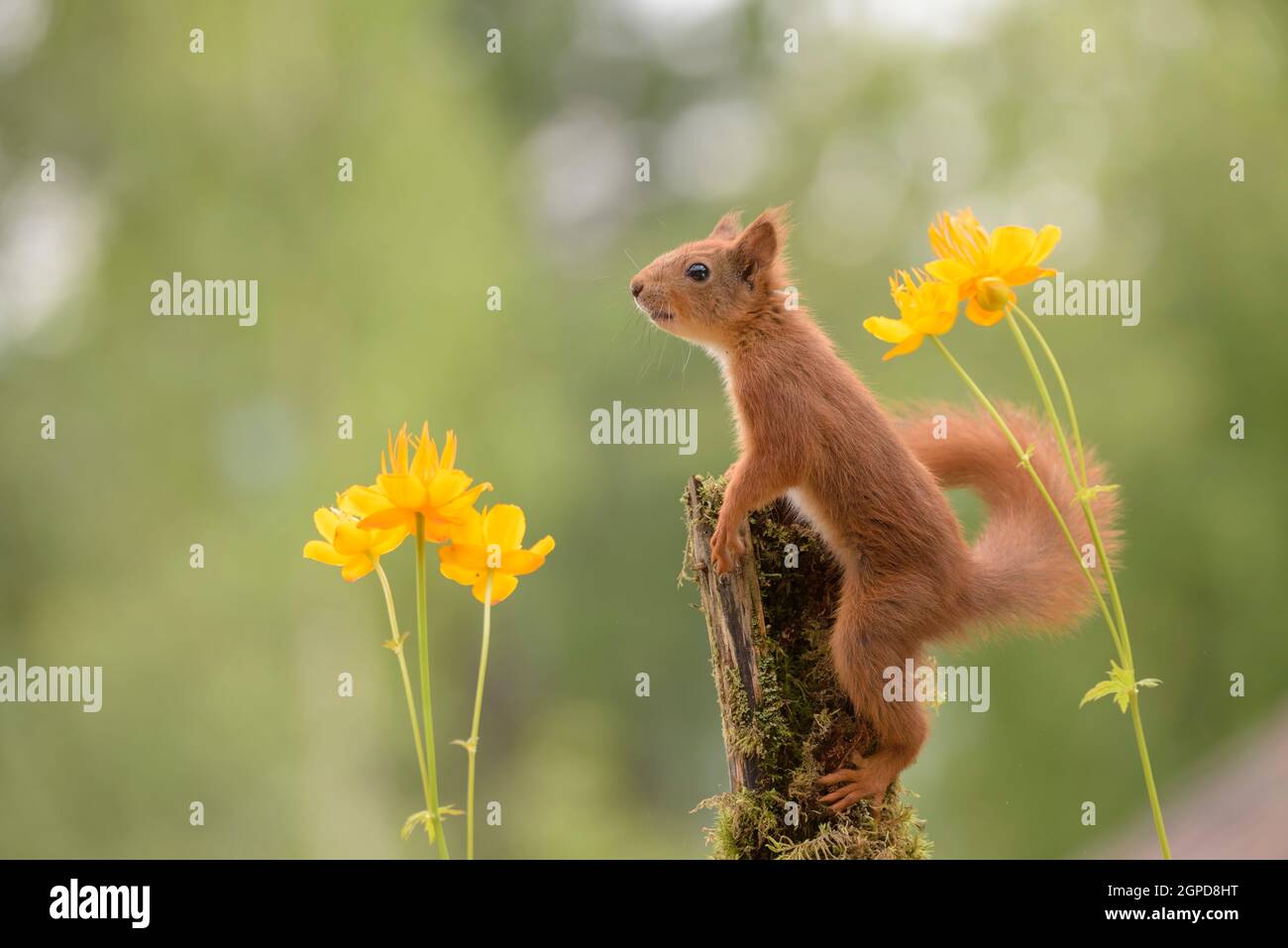 Yellow ground squirrel hi-res stock photography and images - Alamy
