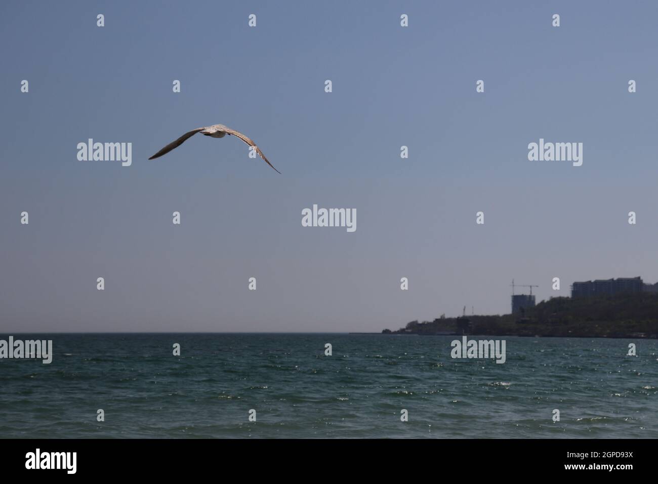 Flying seagull on the beach on a very hot and sunny day Stock Photo - Alamy