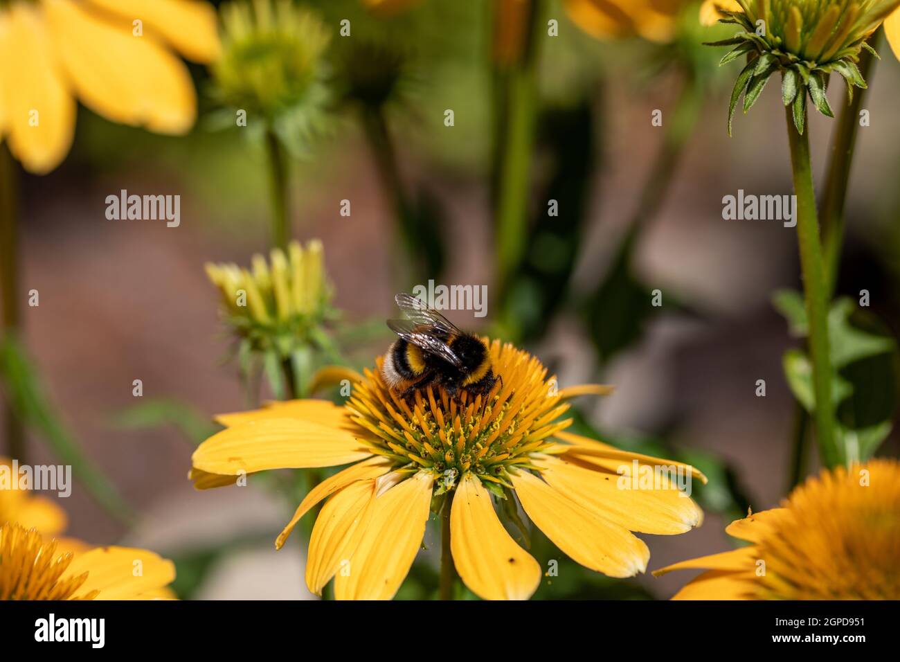 Flowers of Echinacea - an herb stimulating the immune system Stock ...