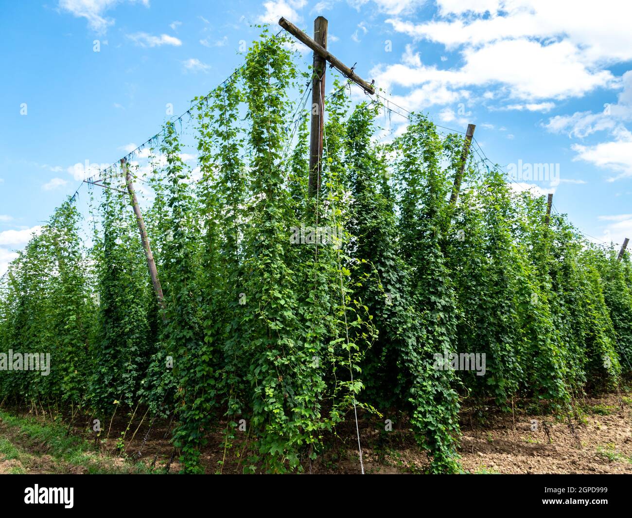 green hop plantation in summer Stock Photo - Alamy