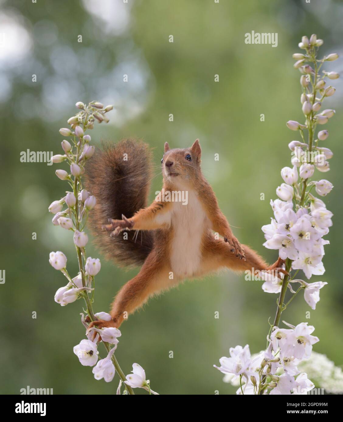 Red squirrel between Delphinium a perennial flower in split reaching ...