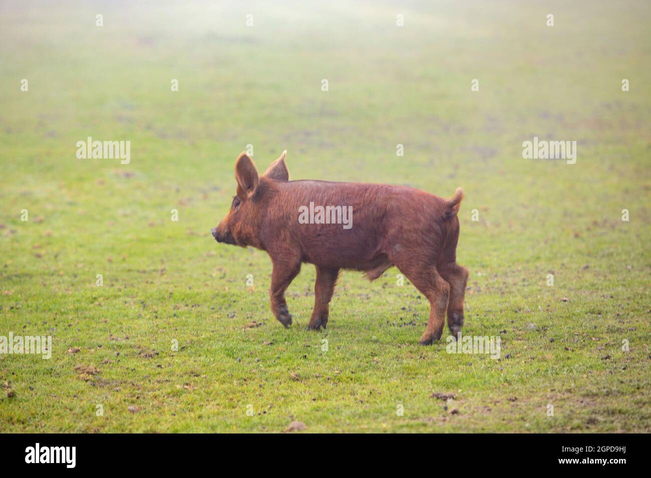Iberian pigs grazing among the countryside in Spain Stock Photo - Alamy