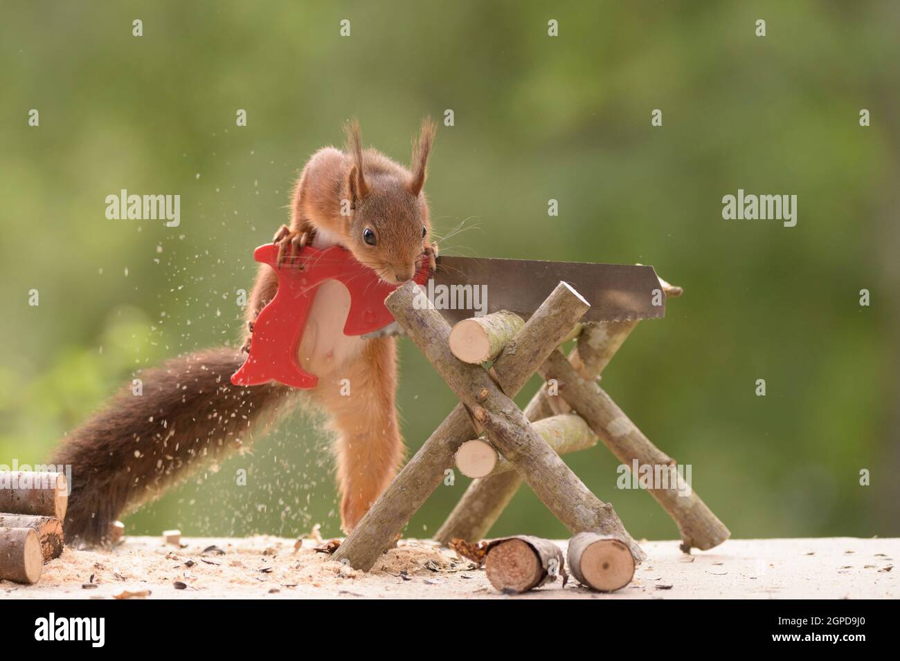 Squirrel saw hi-res stock photography and images - Alamy