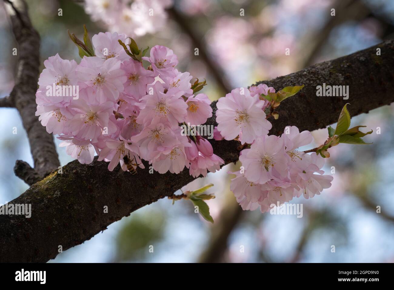 Cherry tree in blossom, close up of tree in bloom Stock Photo - Alamy
