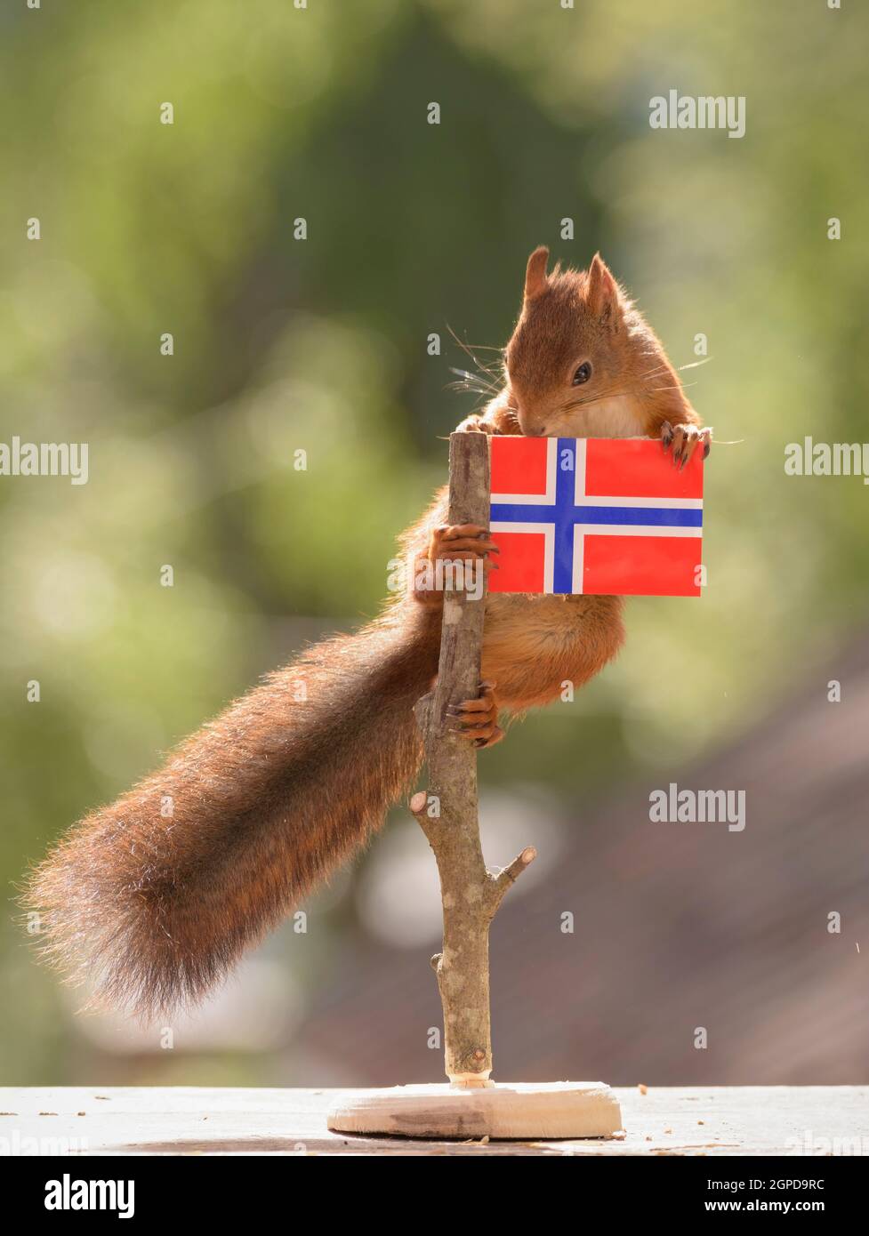 Squirrel norway hi-res stock photography and images - Alamy