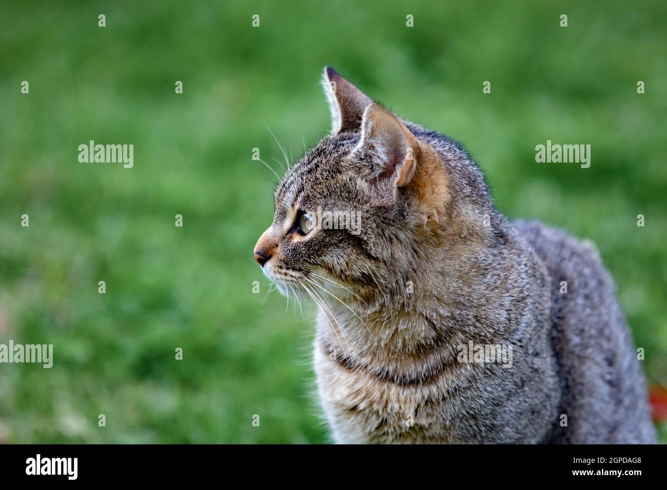 Beautiful grey cat hi-res stock photography and images - Alamy
