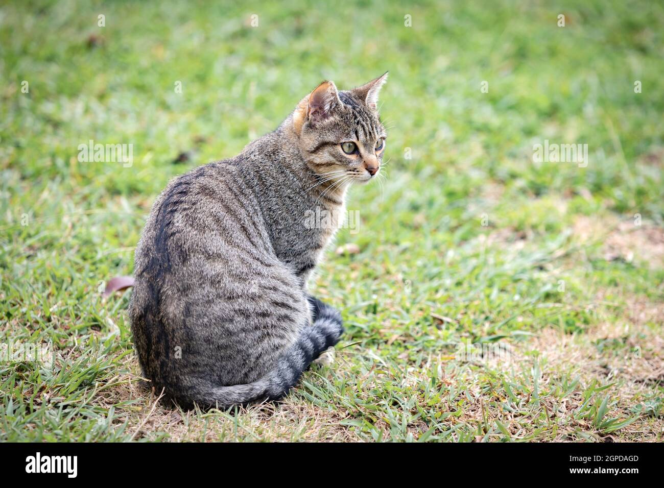 Beautiful grey cat hi-res stock photography and images - Alamy