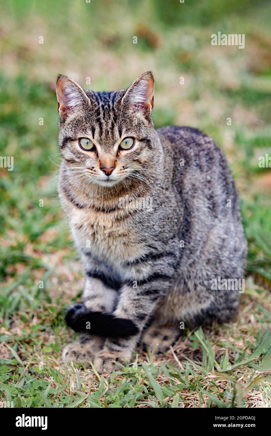 Beautiful grey cat hi-res stock photography and images - Alamy