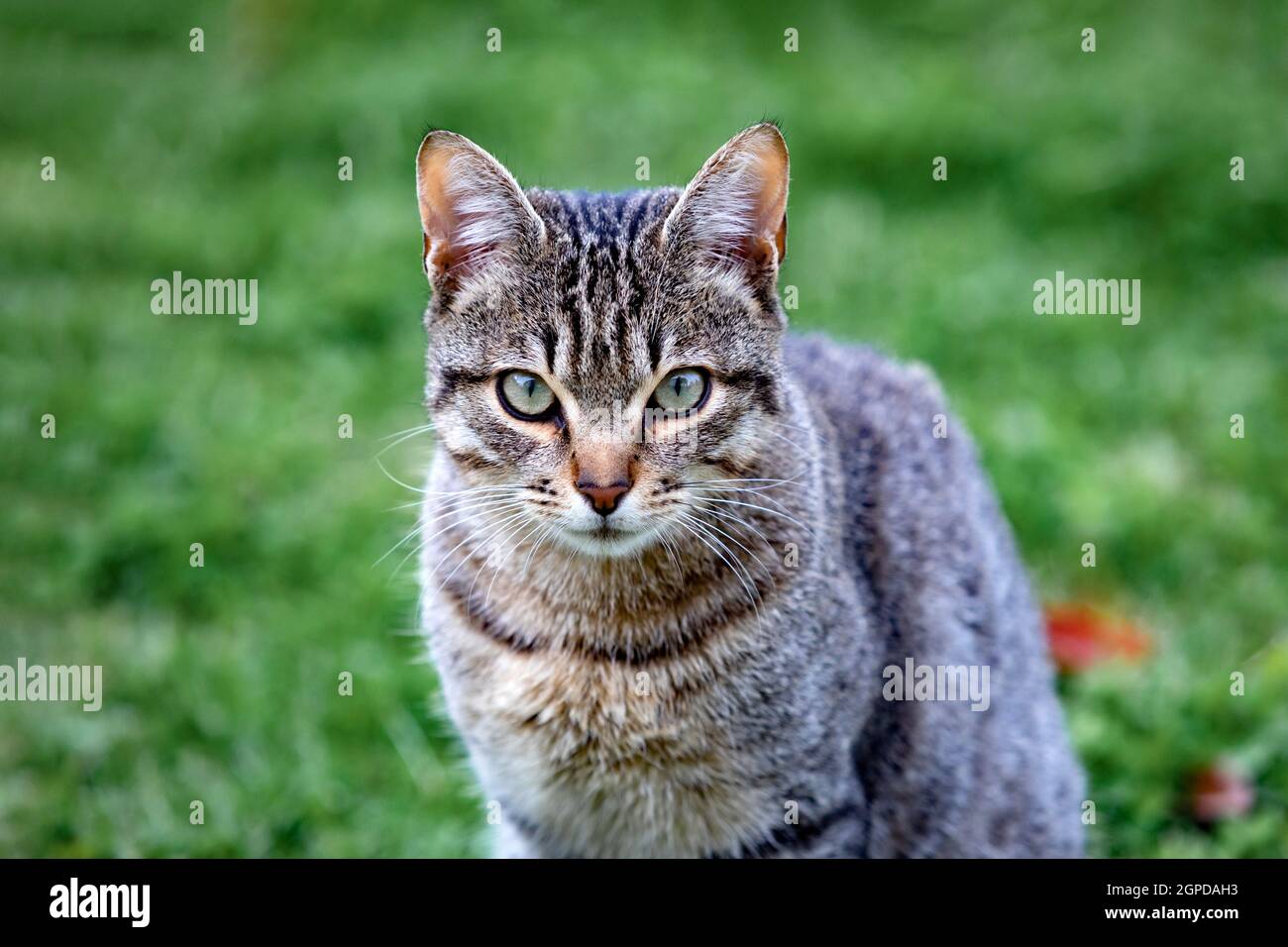 Beautiful grey cat enjoying in a park Stock Photo - Alamy