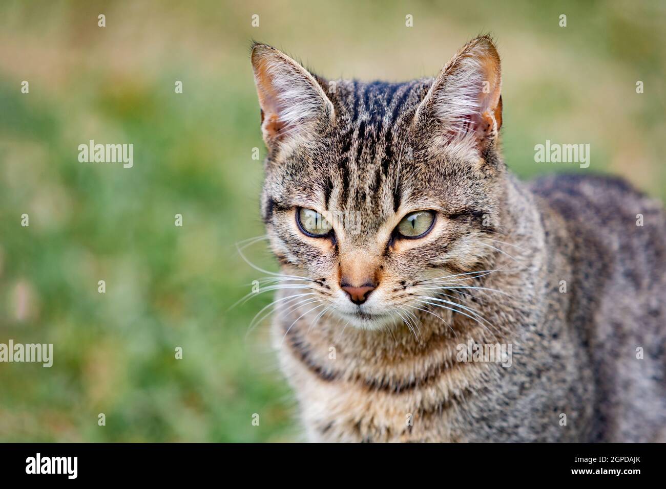 Beautiful grey cat hi-res stock photography and images - Alamy