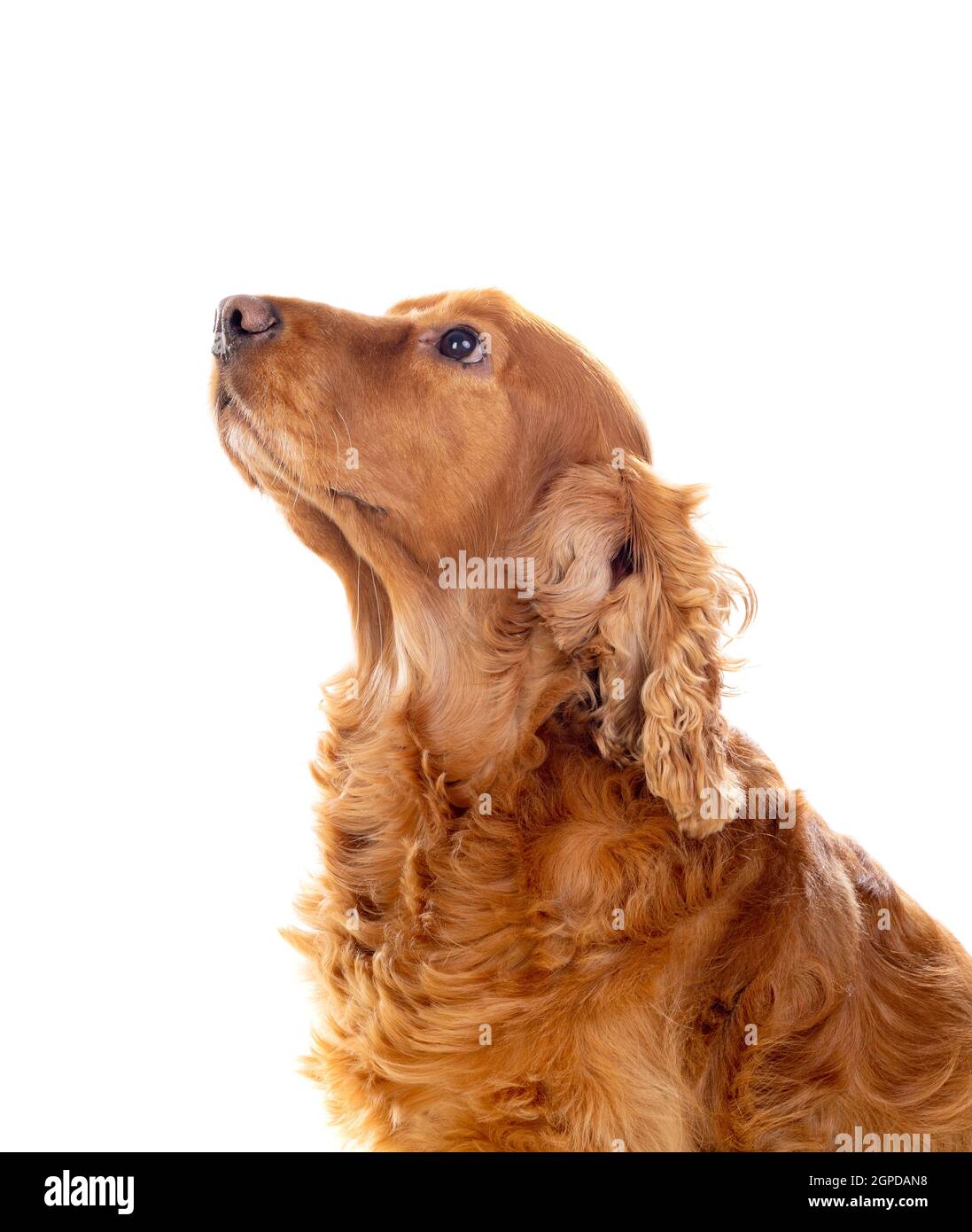 Adorable Cocker Spaniel isolated on white Stock Photo - Alamy