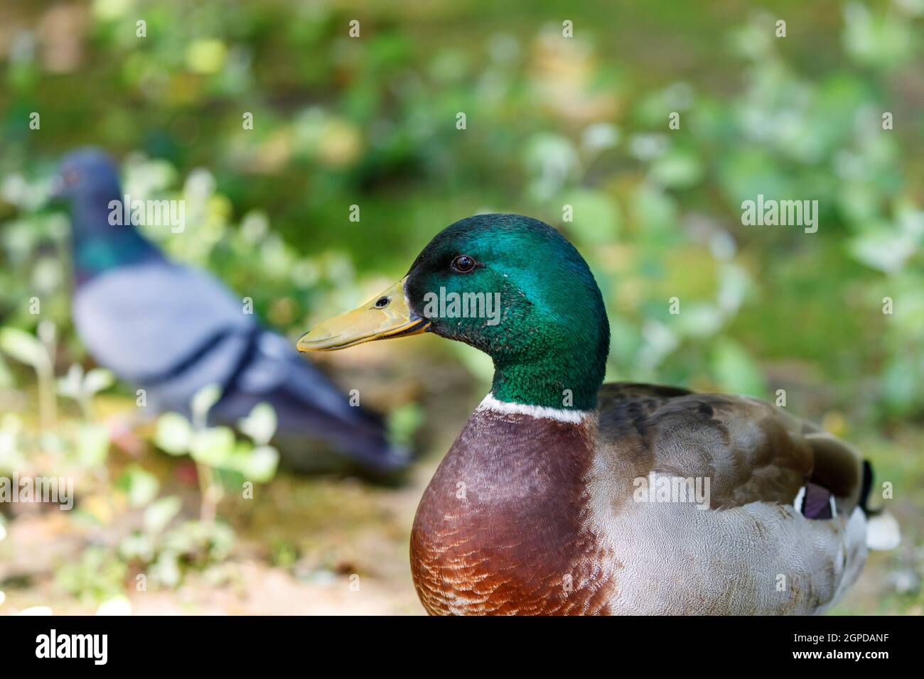 Face walking hi-res stock photography and images - Alamy