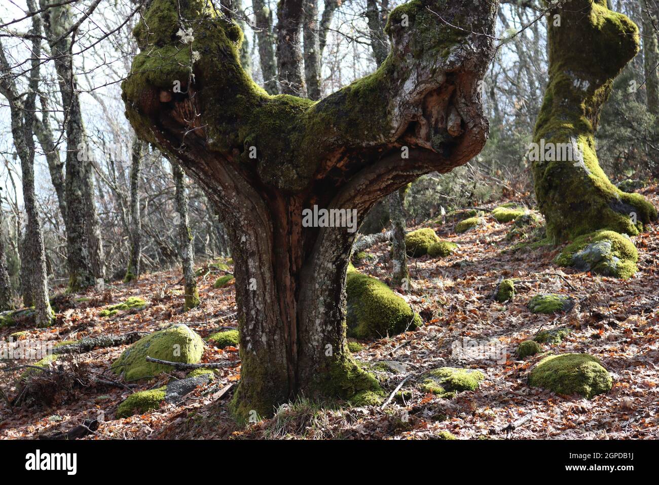 beautiful forest of trees rivers waterfalls water green moss moisture ...