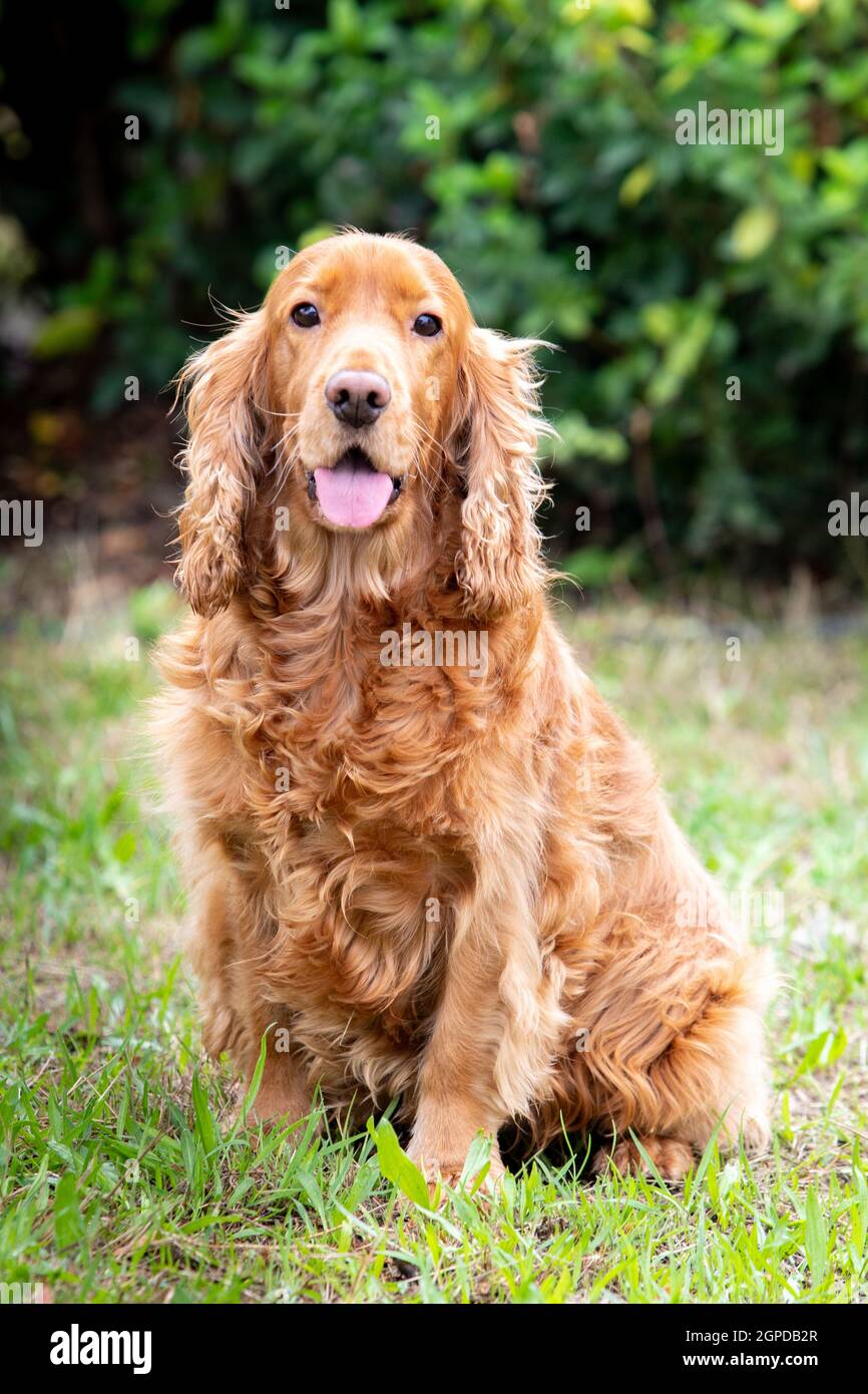 Adorable Cocker Spaniel enjoying a beautiful park Stock Photo - Alamy