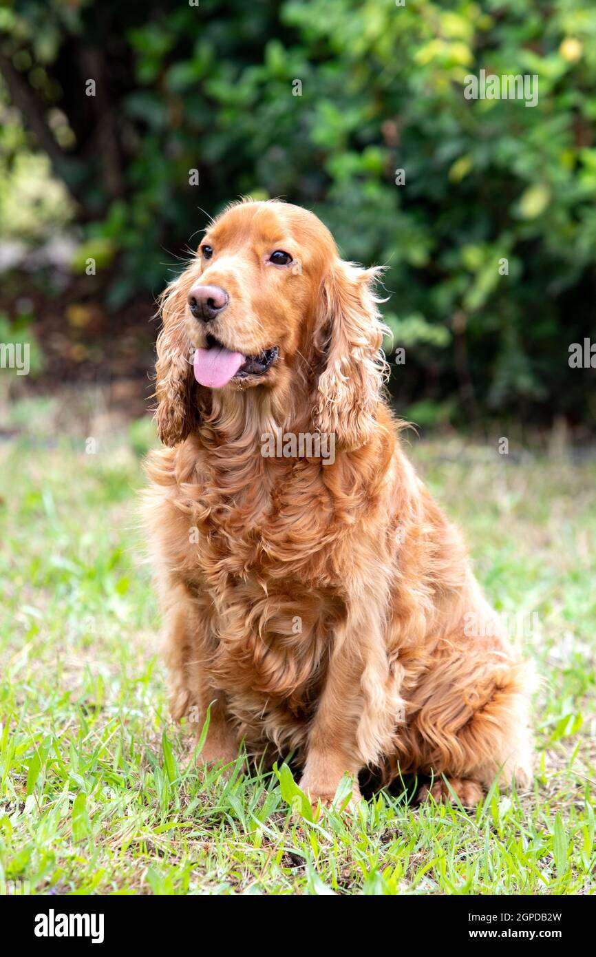 Beautiful furry purebred english cocker hi-res stock photography and ...
