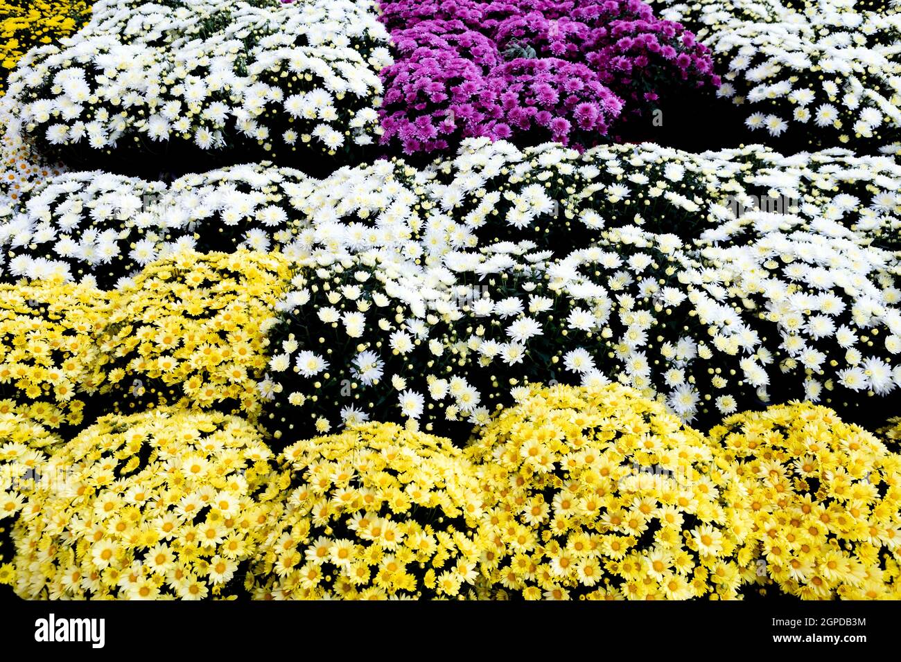 Selection of many colorful Flowers as a background Stock Photo - Alamy