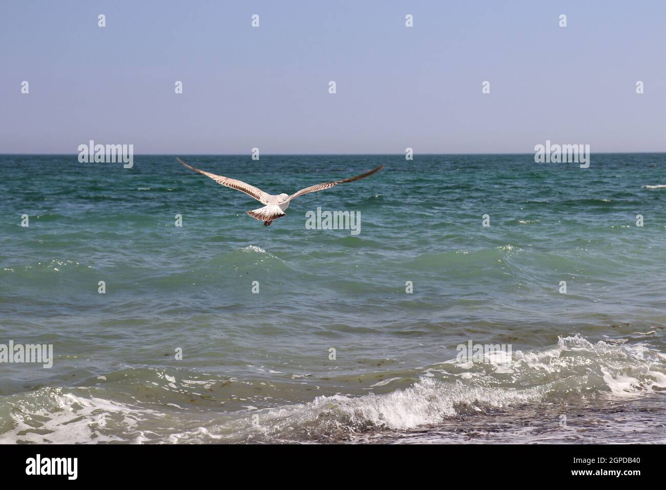 Flying seagull on the beach in Odessa on a very hot and sunny day Stock ...