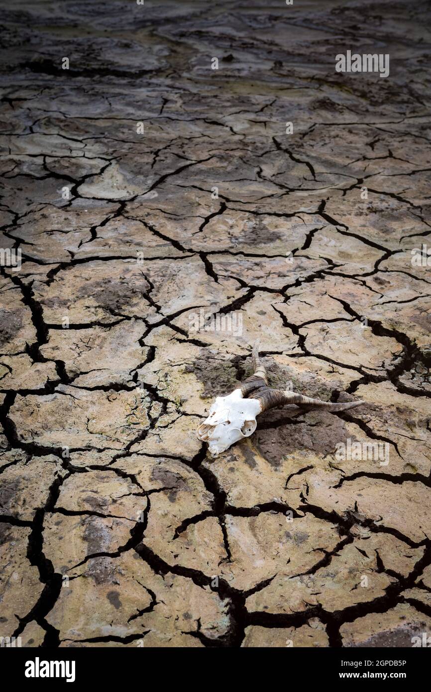 Consequences of the drought. Cracked ground with a cattle skull Stock ...