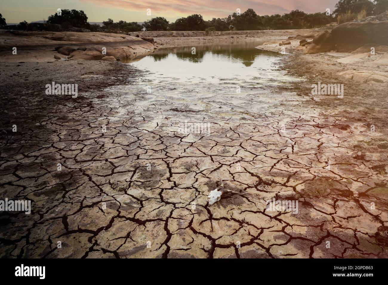 Consequences of the drought. Cracked ground with a cattle skull Stock ...