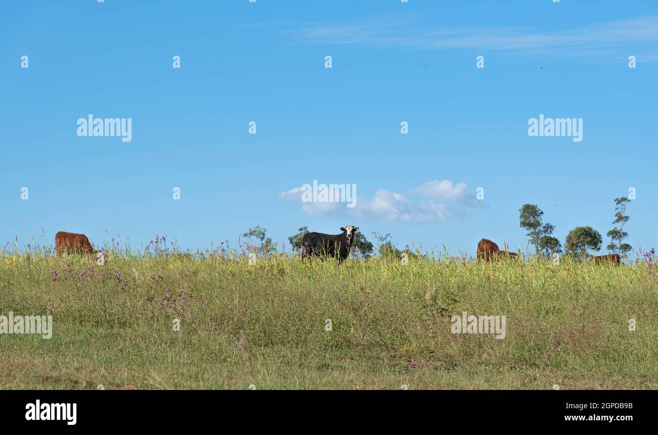 Cattle farming in the fields of the Pampa biome in southern Brazil ...