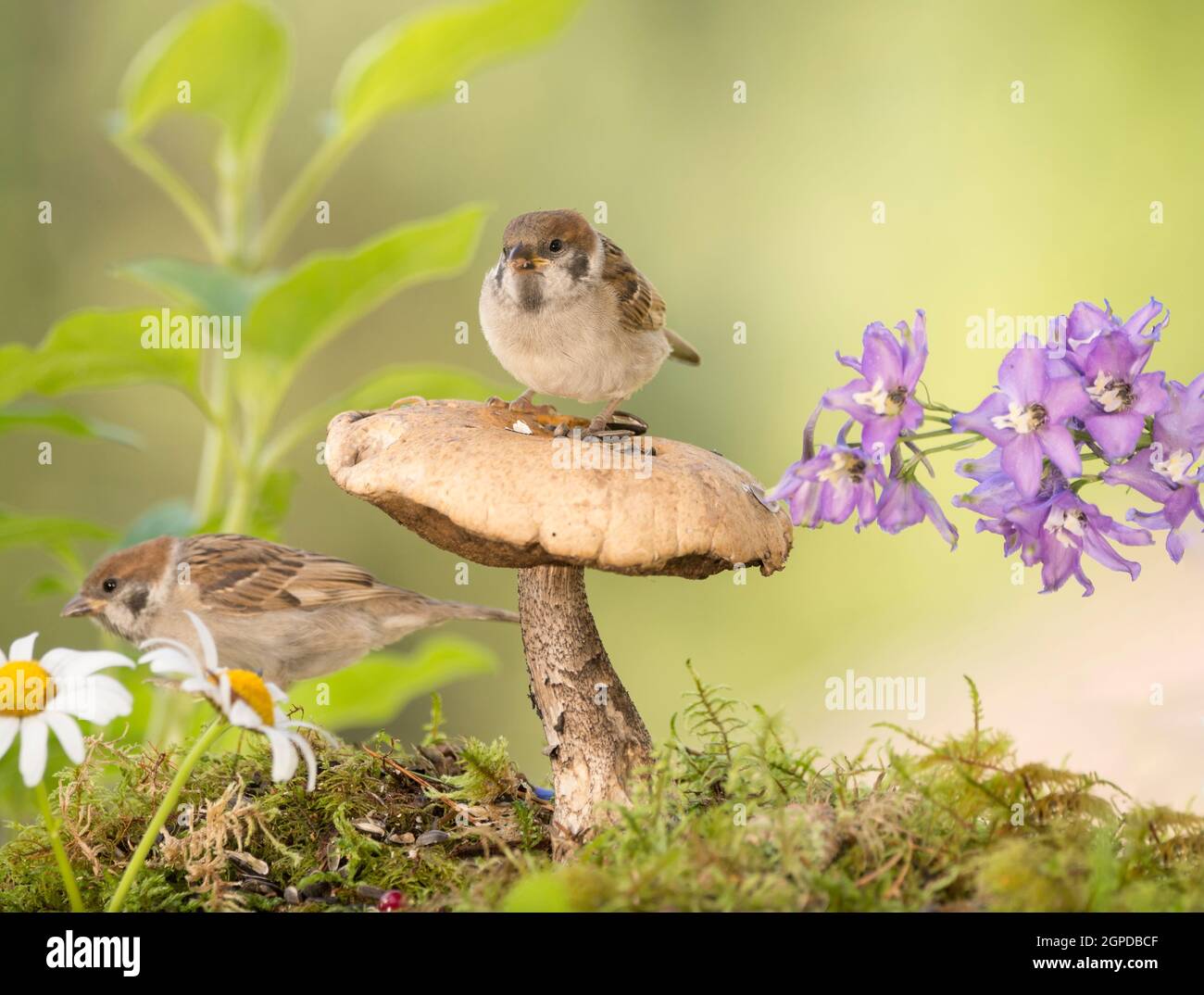 Bird eating another bird hi-res stock photography and images - Alamy
