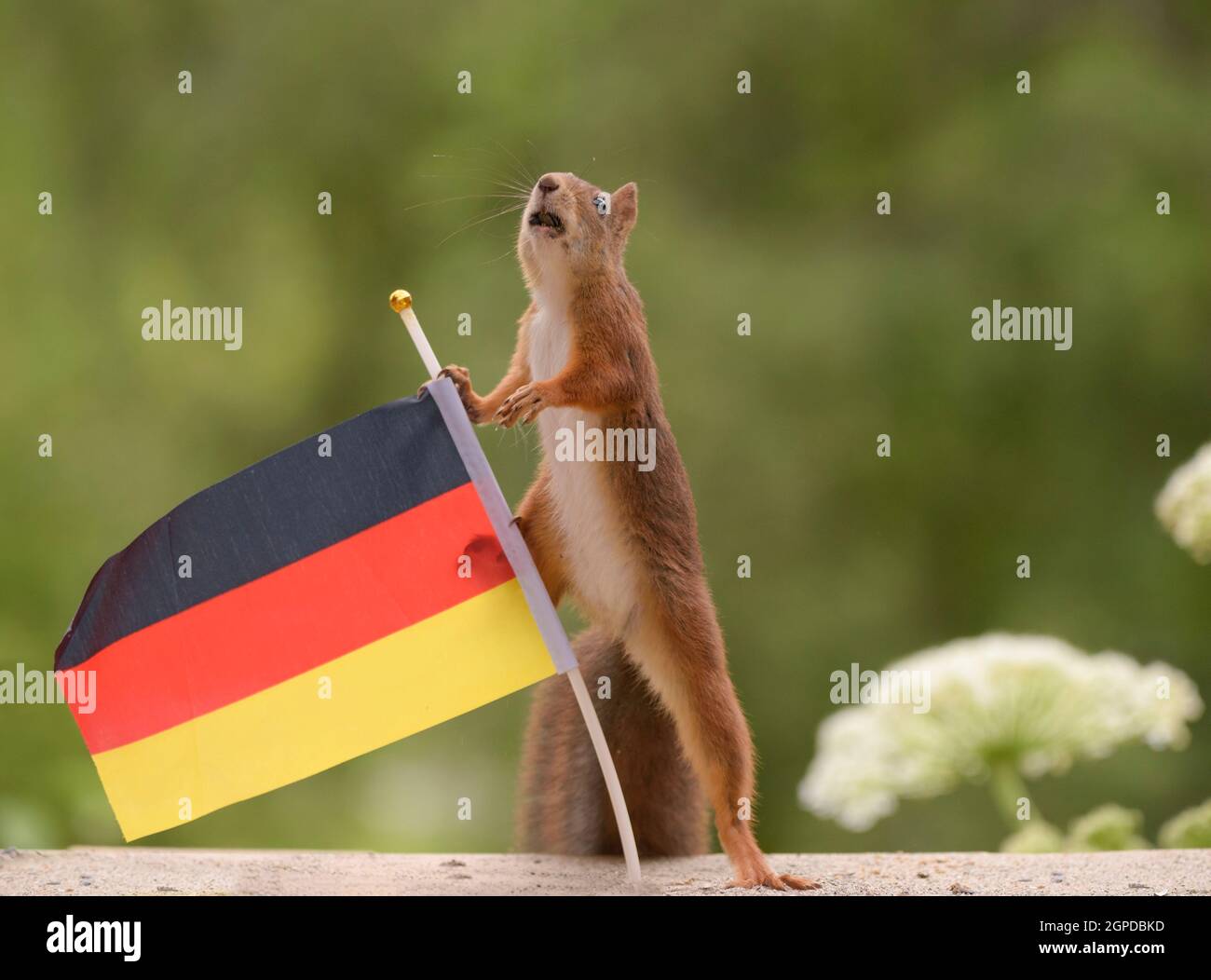 Male red squirrel hi-res stock photography and images - Alamy