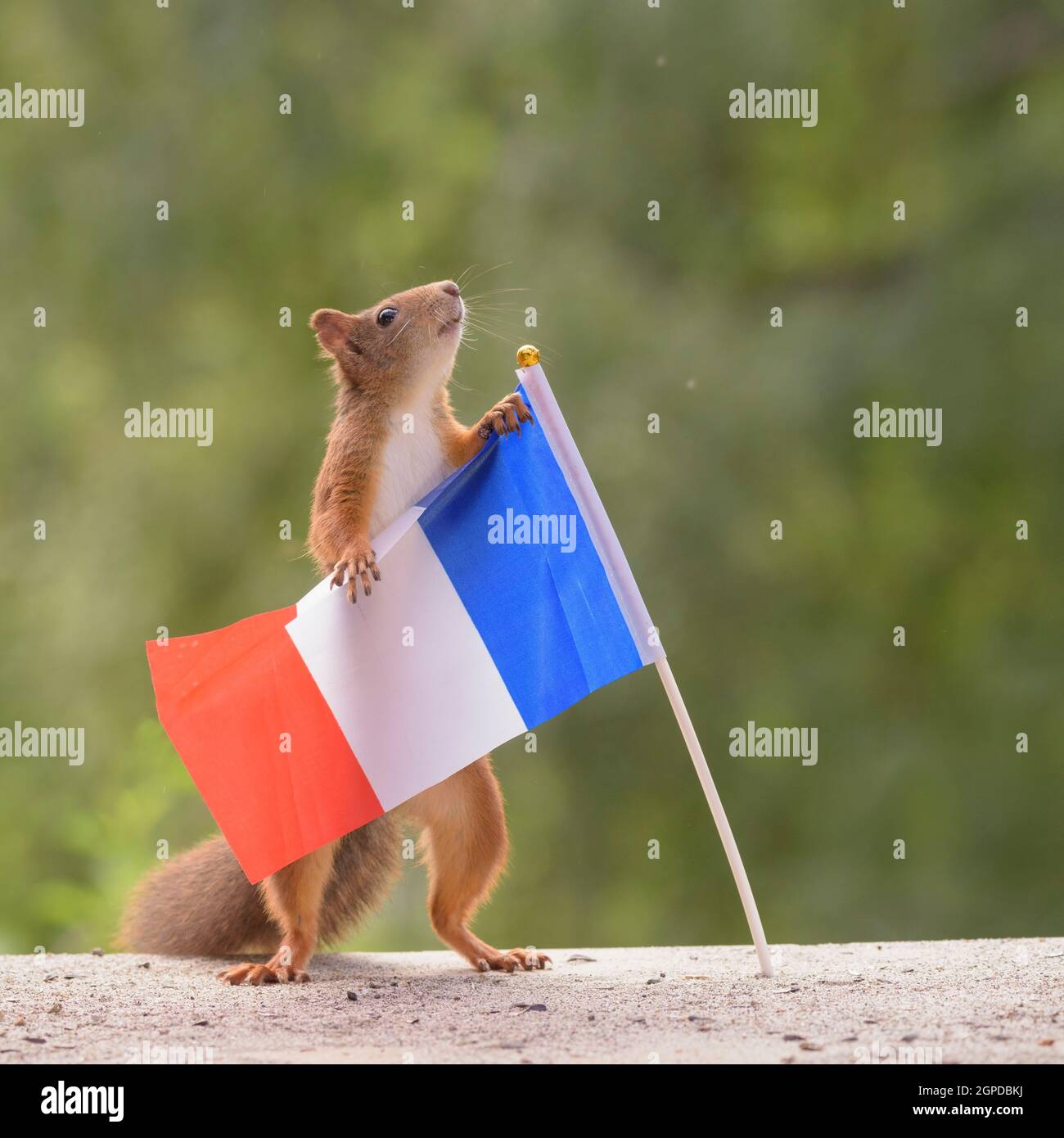 Sweden france flag hi-res stock photography and images - Alamy