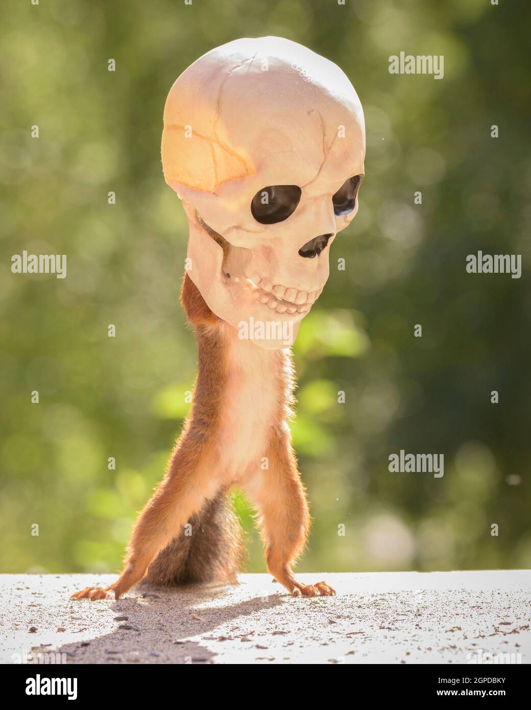 Squirrel Skull High Resolution Stock Photography and Images - Alamy