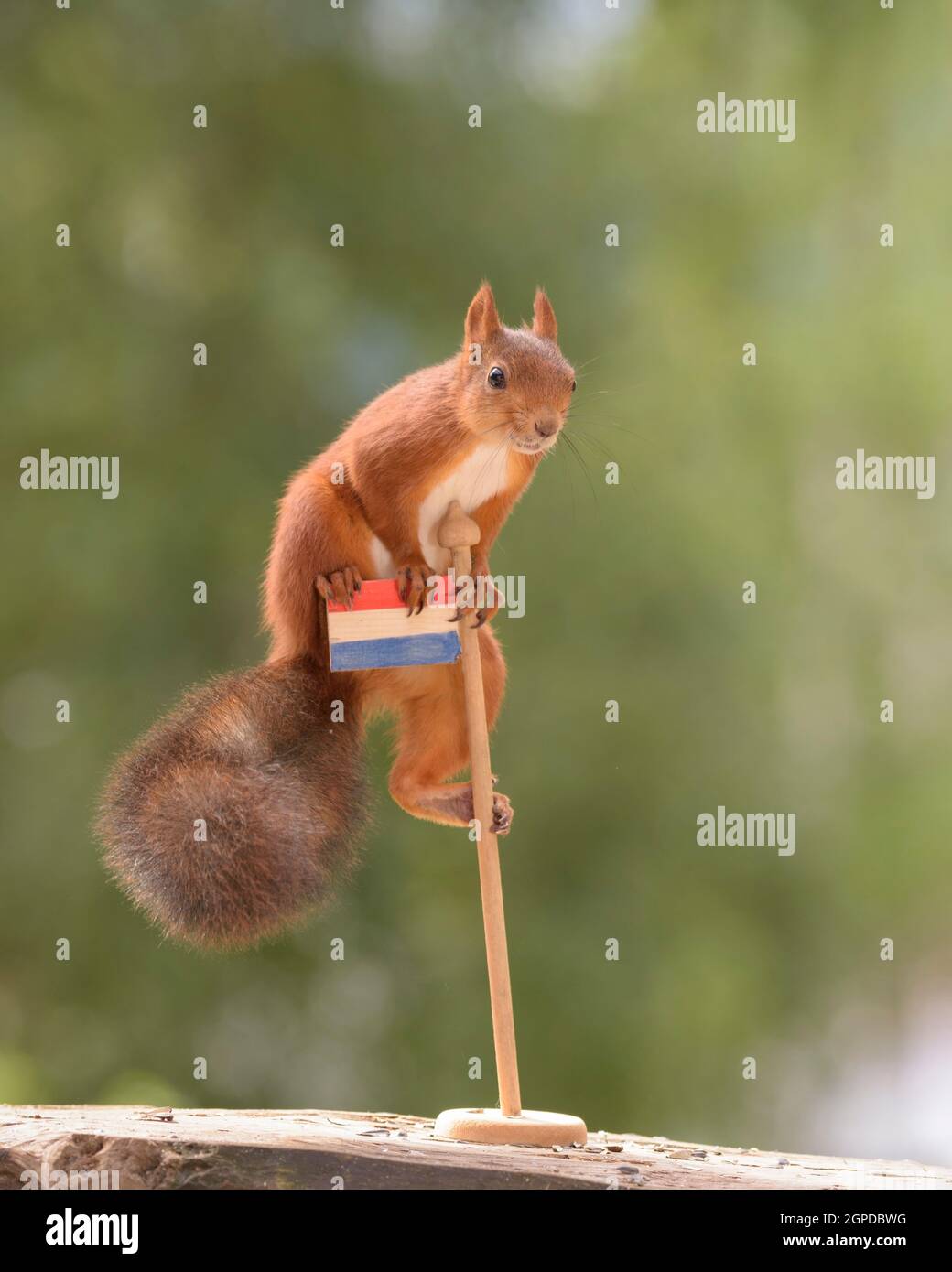 Male red squirrel hi-res stock photography and images - Alamy