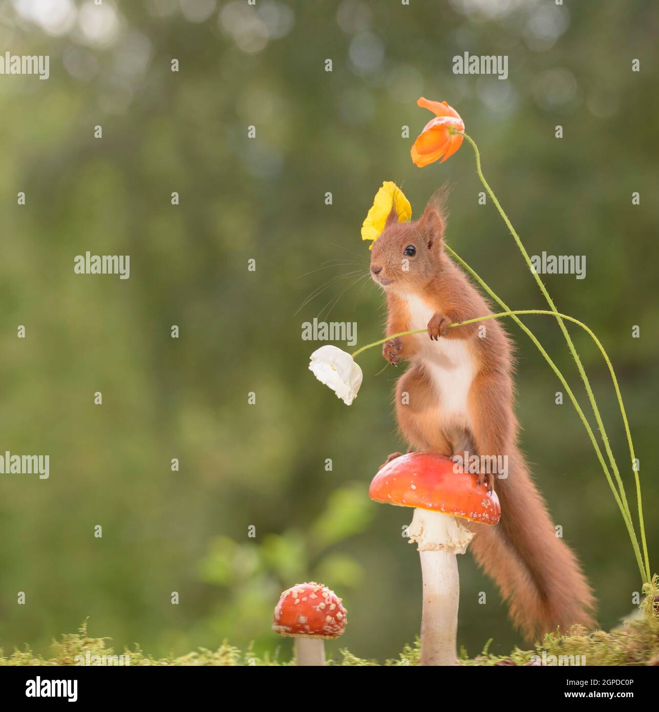 Red Squirrel Is Holding An To A Mushroom High Resolution Stock ...