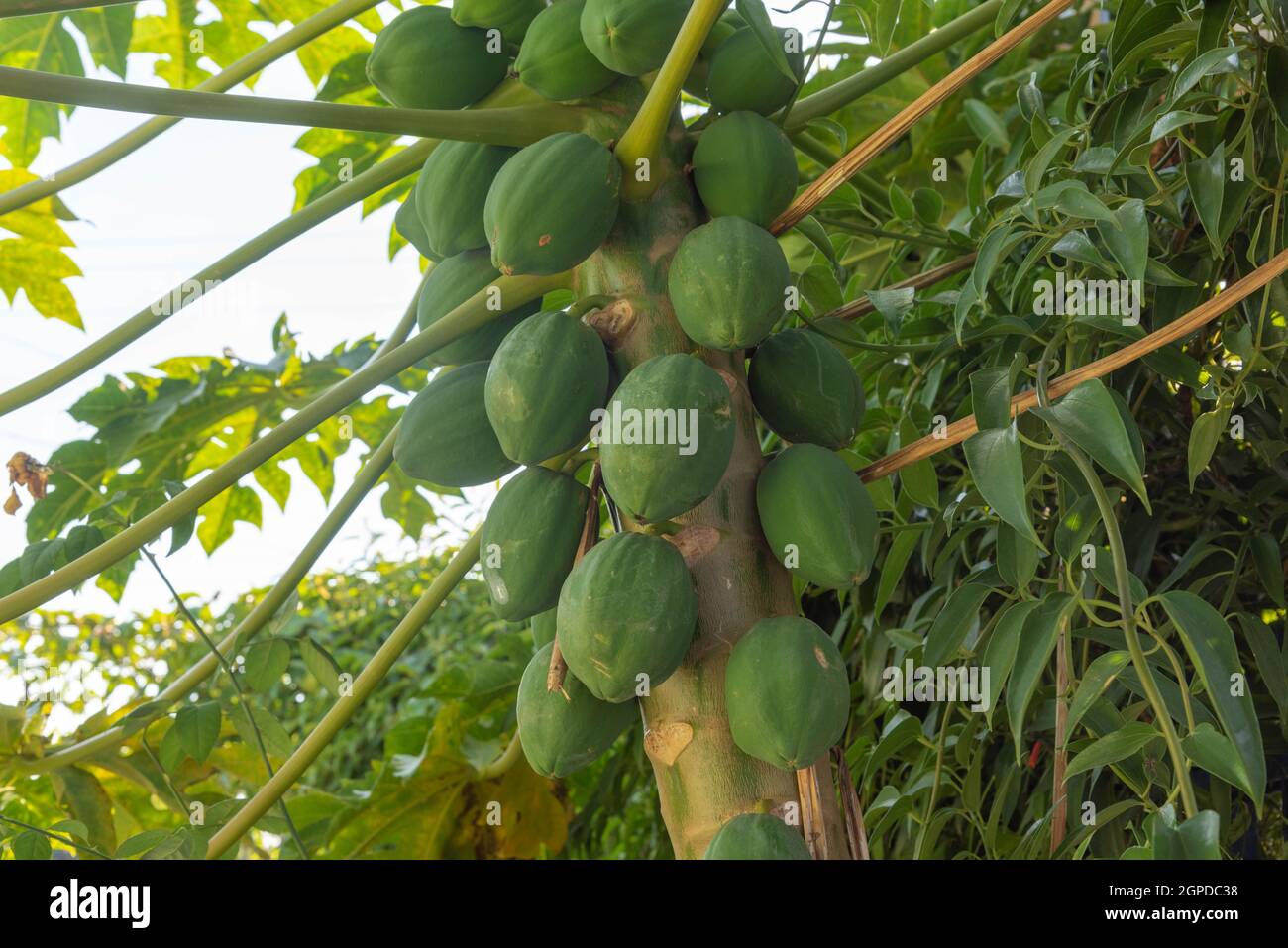 Fresh papaya fruits attached to the papaya tree. The papaya tree ...