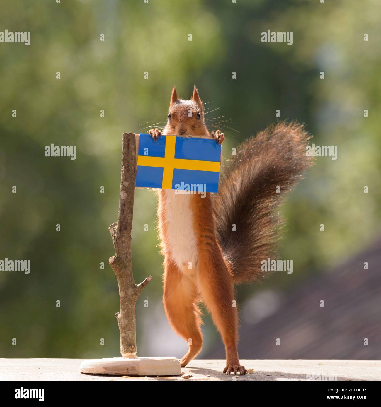 Swedish squirrel hi-res stock photography and images - Alamy