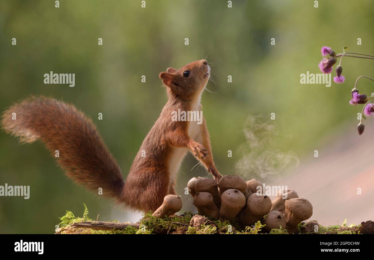 Red squirrel touching a Puffball Mushroom which produces smoke Stock ...