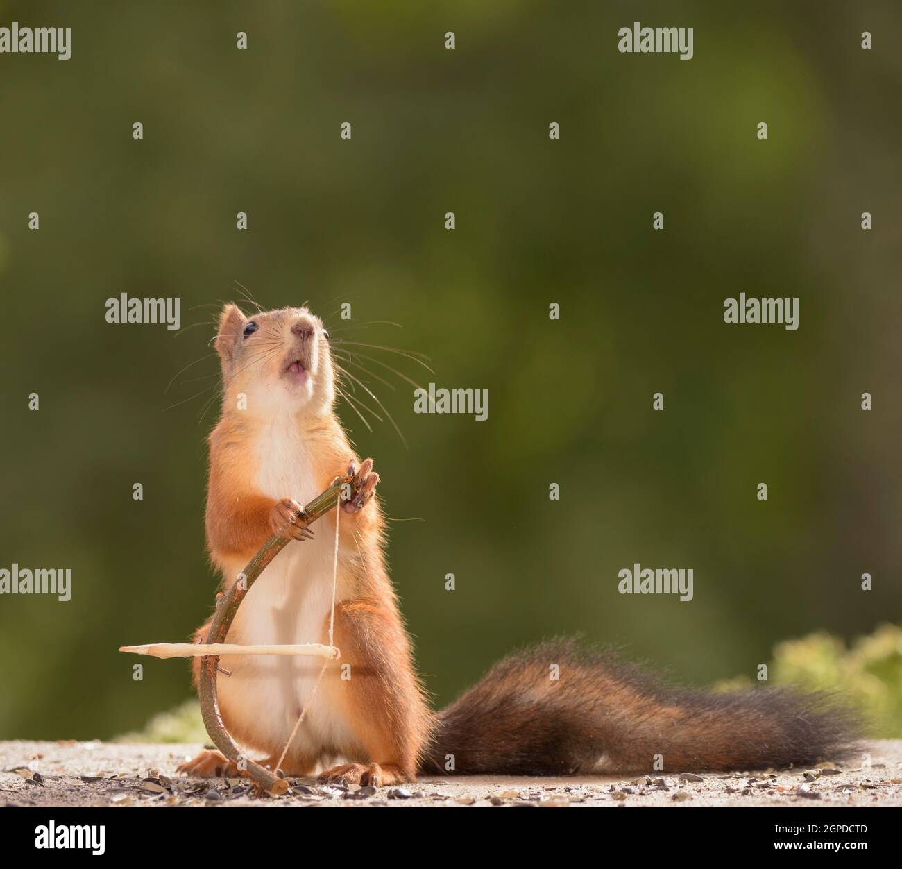 Squirrel and arrow hi-res stock photography and images - Alamy