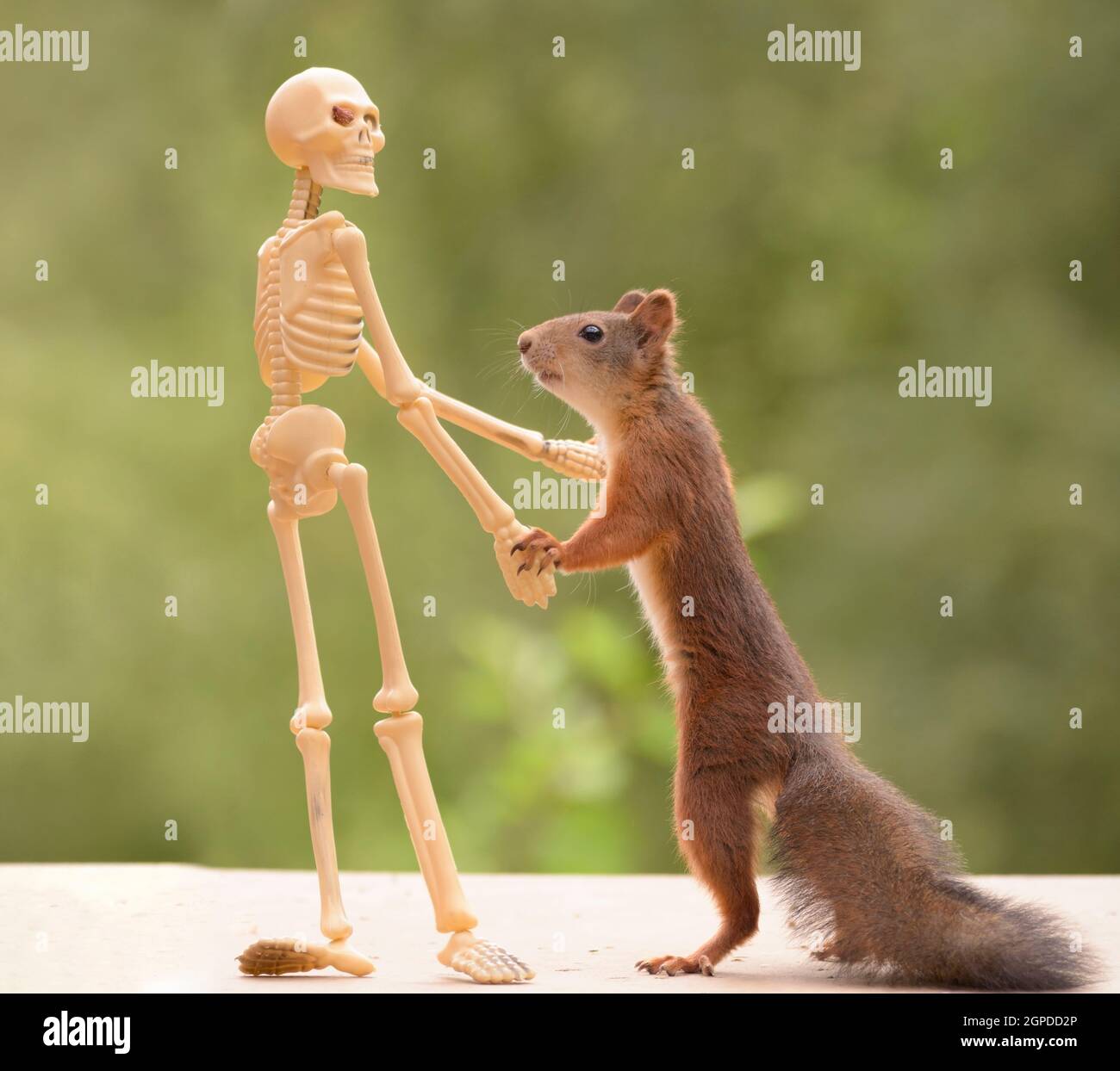 red squirrel is holding hands of a skeleton Stock Photo - Alamy