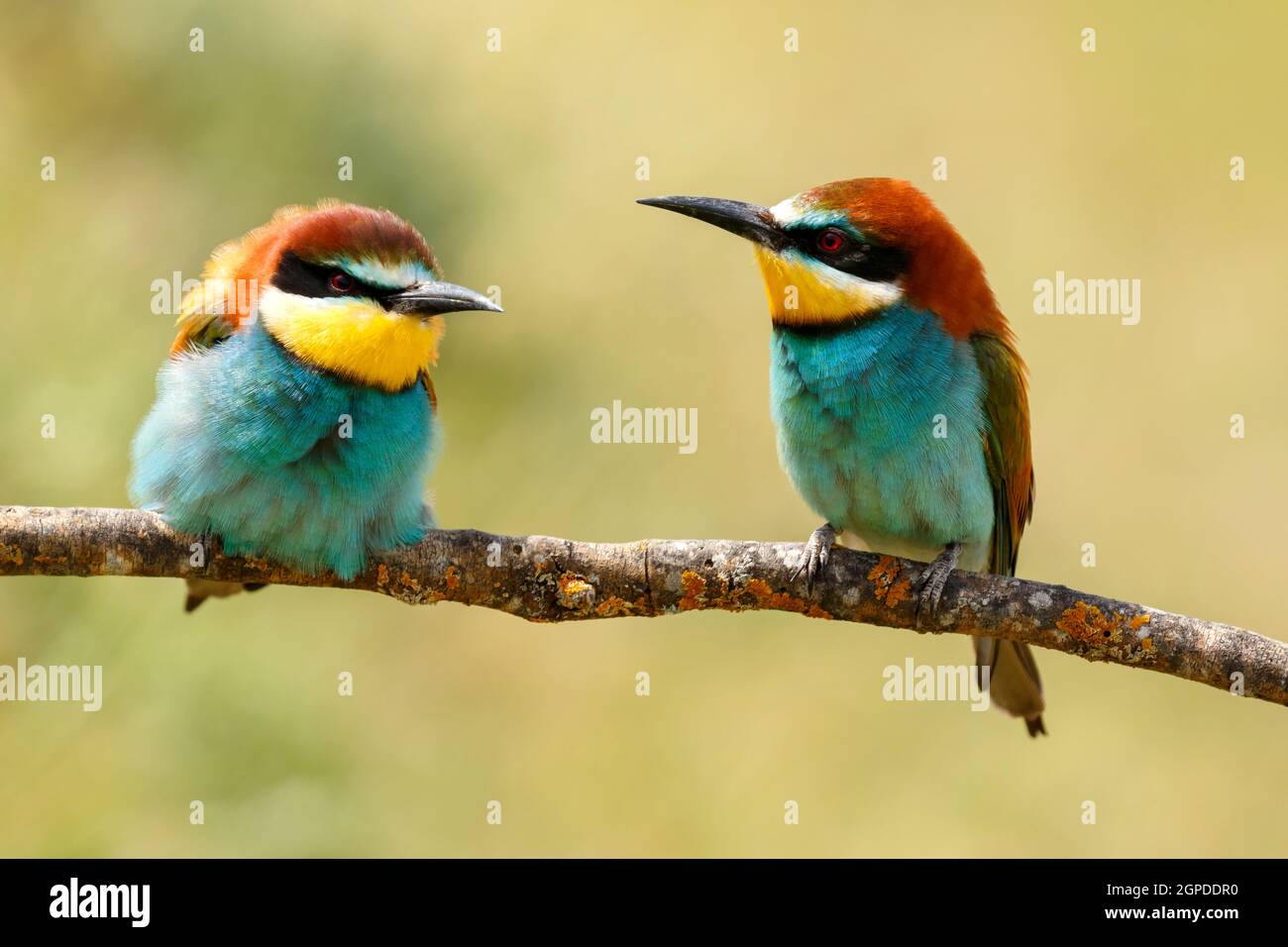 Pair of bee-eaters perched on a branch looking at the same side Stock ...