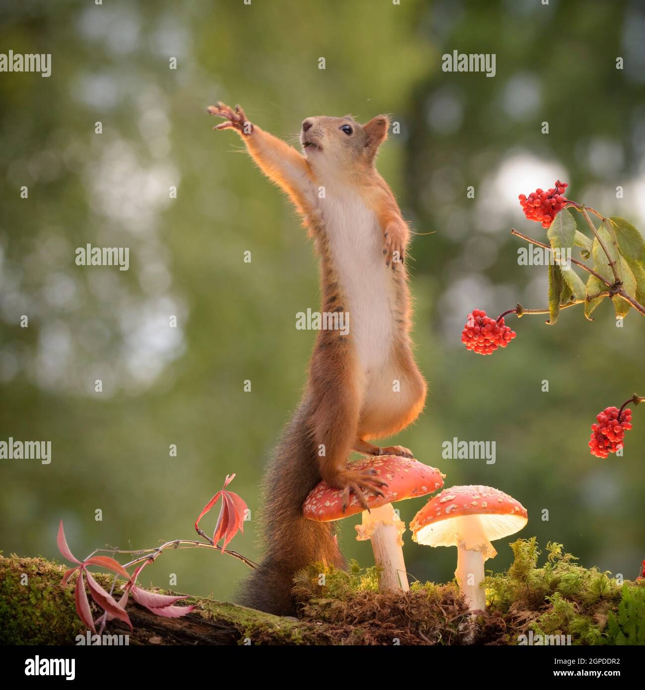 Red squirrel is reaching out standing on mushroom hi-res stock ...