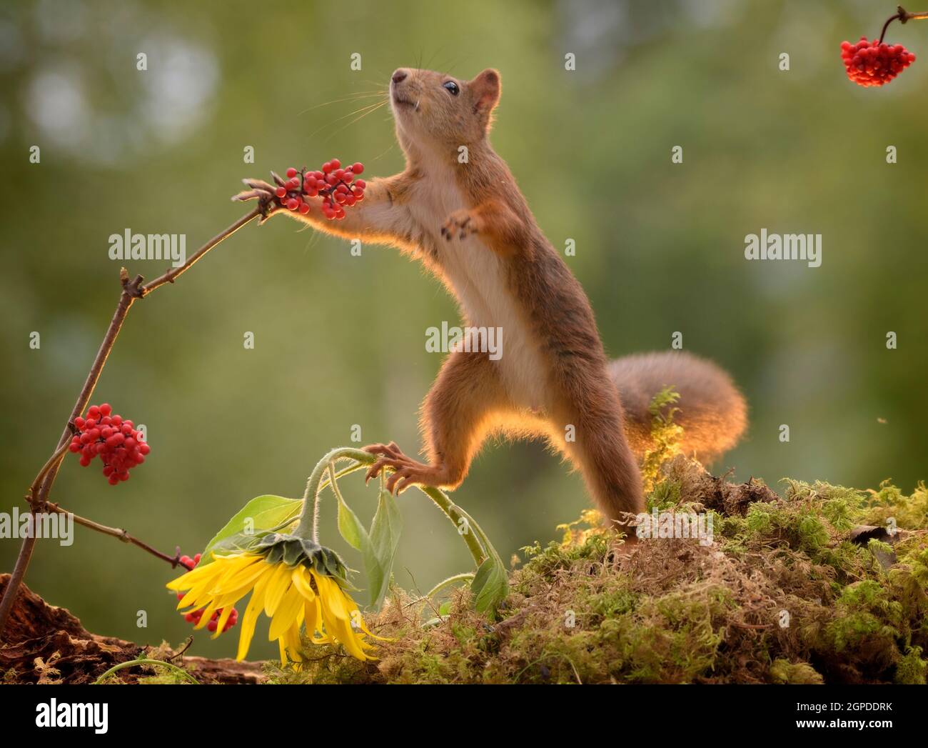 Red squirrel with sunflower hi-res stock photography and images - Alamy