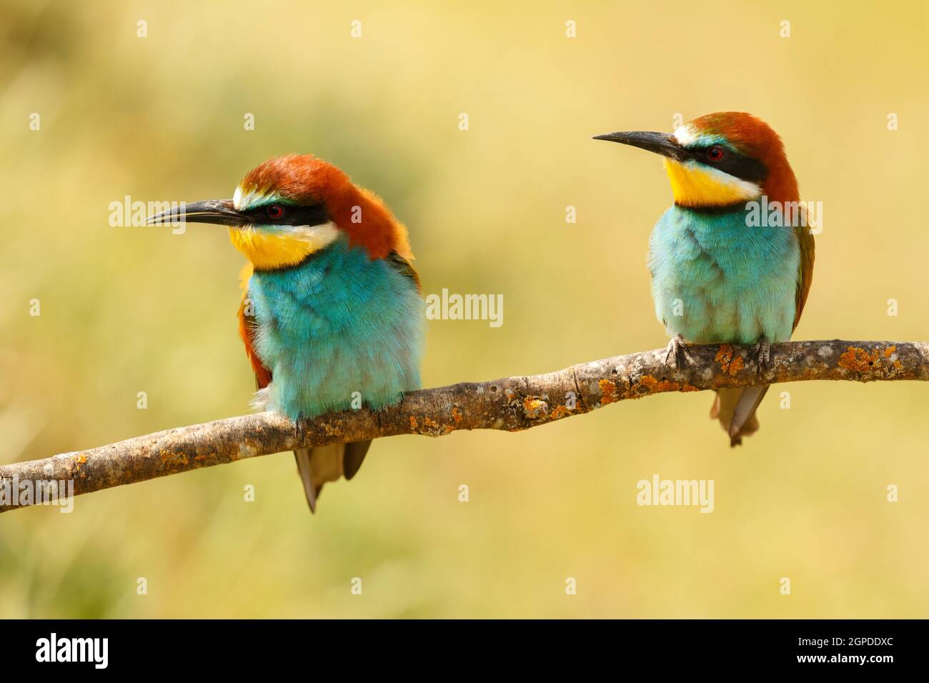 Pair of bee-eaters perched on a branch looking at the same side Stock ...
