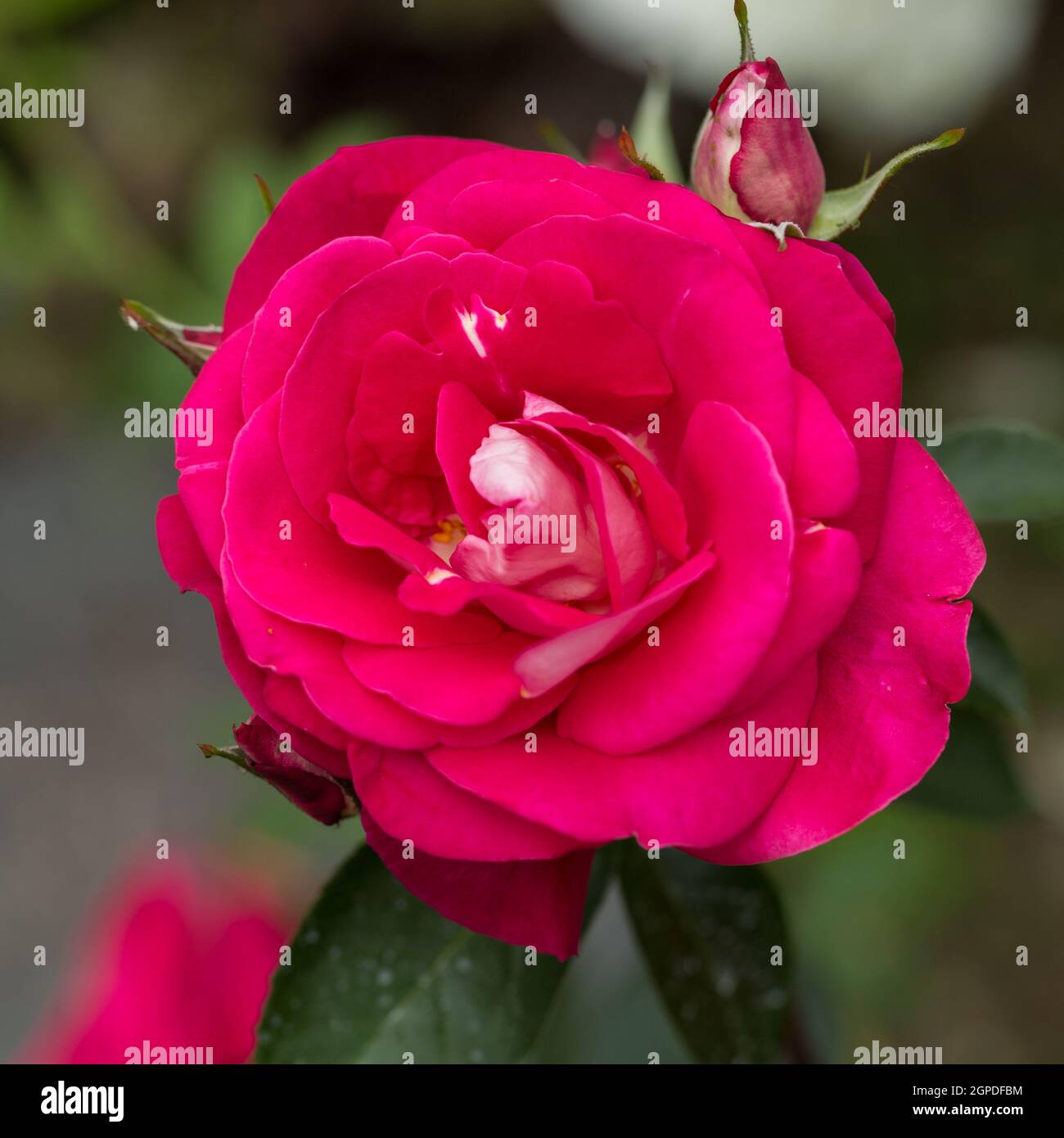 Red Roses on the Branch in the Garden Stock Photo - Alamy