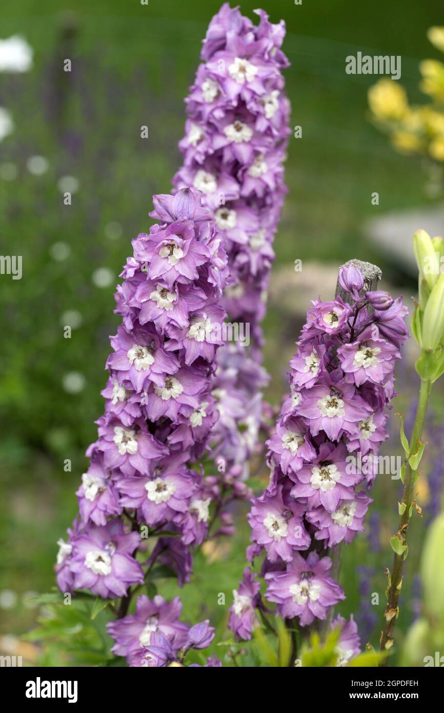 Purple Delphinium Flower in Garden Stock Photo - Alamy