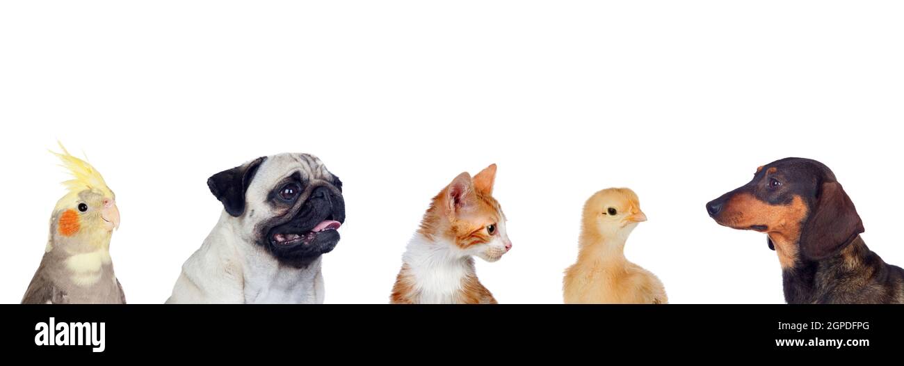 Many pets isolated on a white background Stock Photo - Alamy